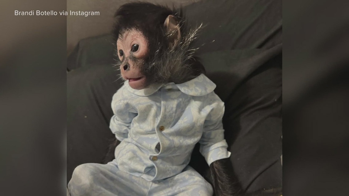 Monkey seized from Dallas influencer to be returned, after sanctuary ...