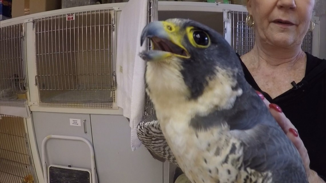 Storm strands famous Canadian falcon in Texas | wfaa.com