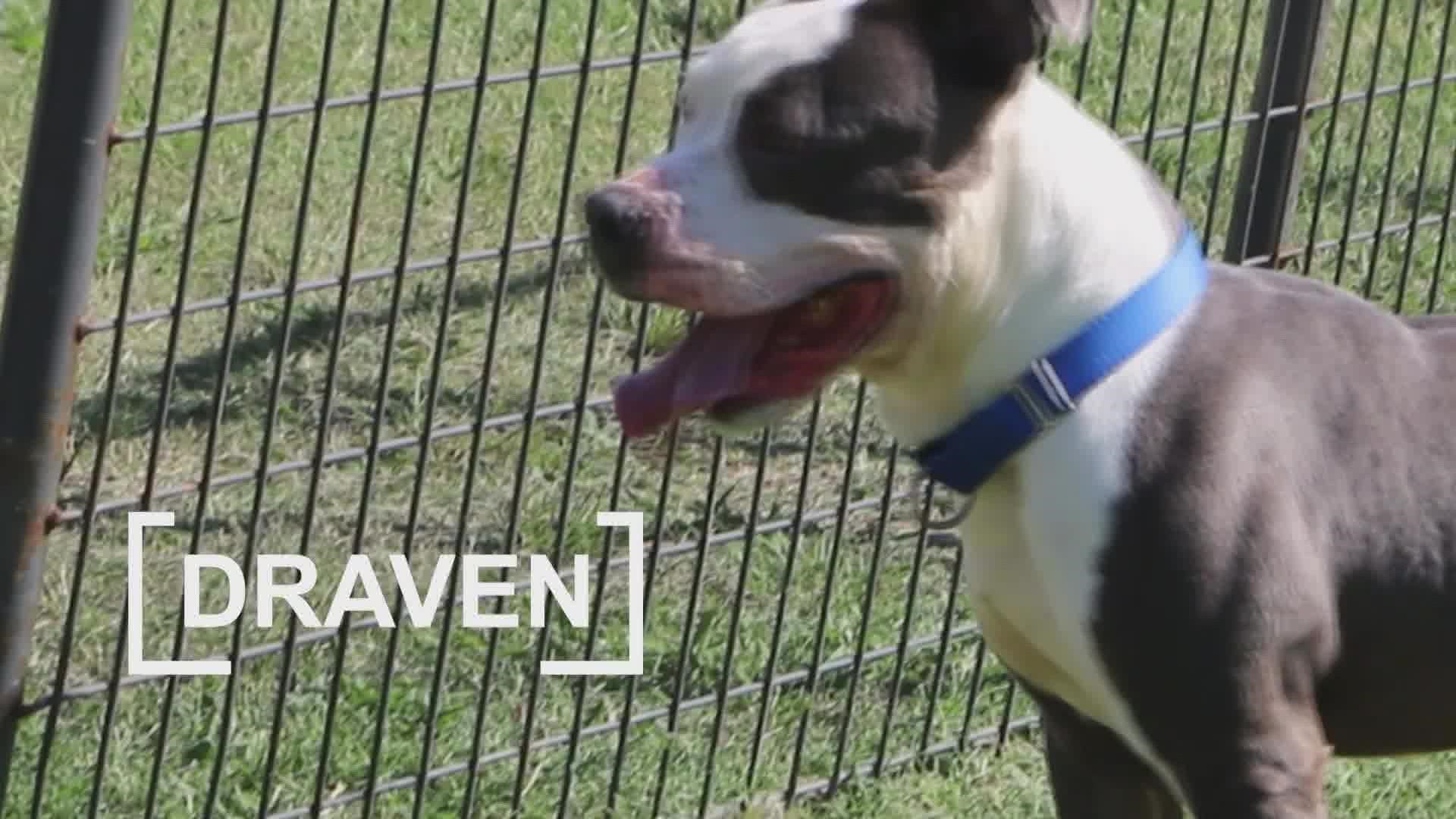 Tailwaggers: Meet Draven | wfaa.com
