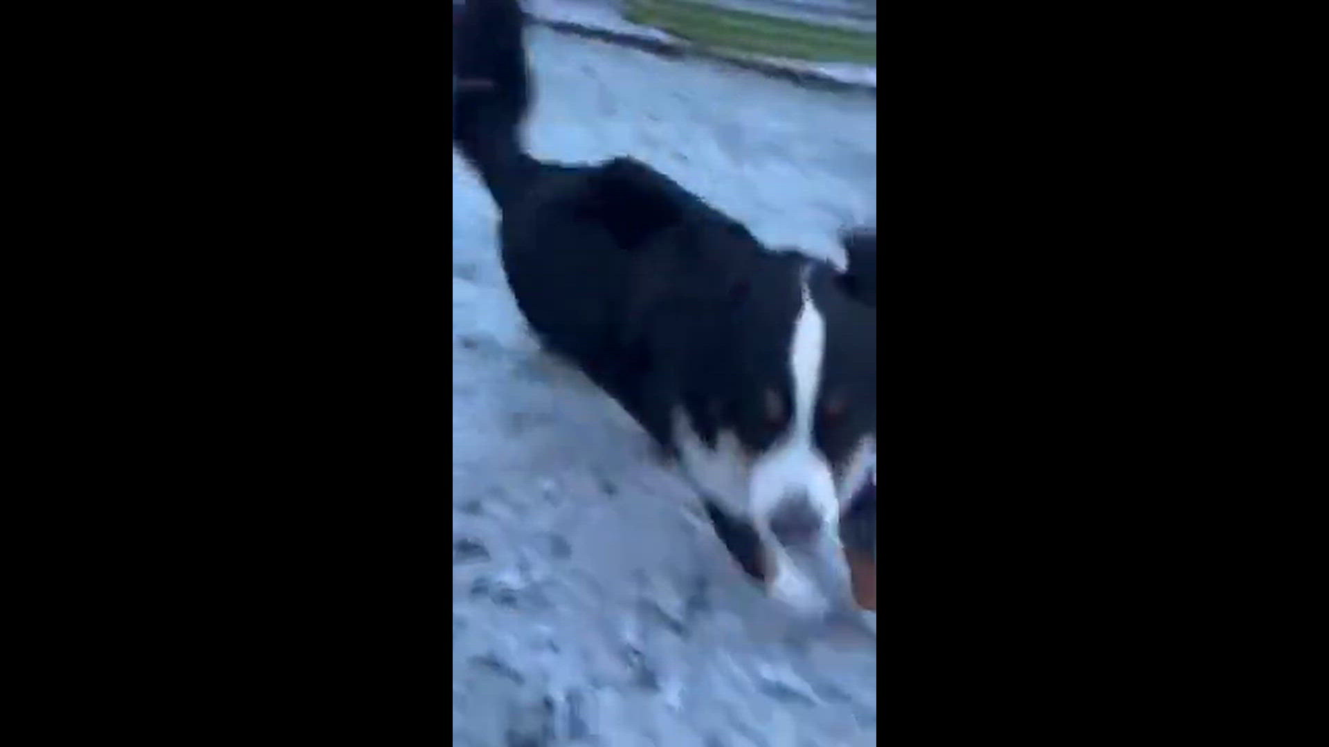 Dallas Bernese Mountain dogs in their pseudo-natural element in DFW ...