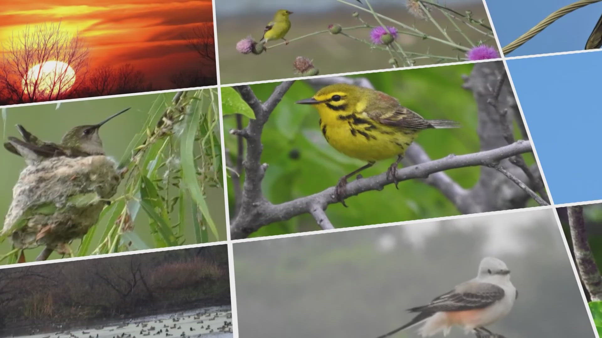 Fort Worth birders urge reopening of Village Creek Drying Beds | wfaa.com