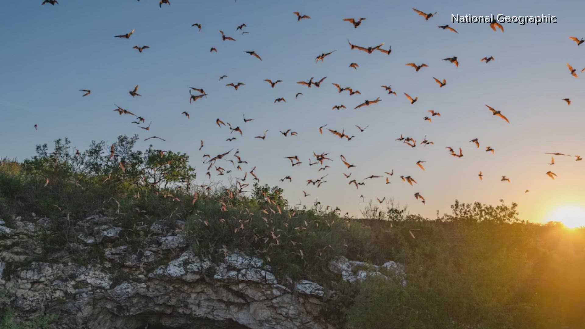 Solar eclipse 2024: Photographer to study bats' reaction | wfaa.com