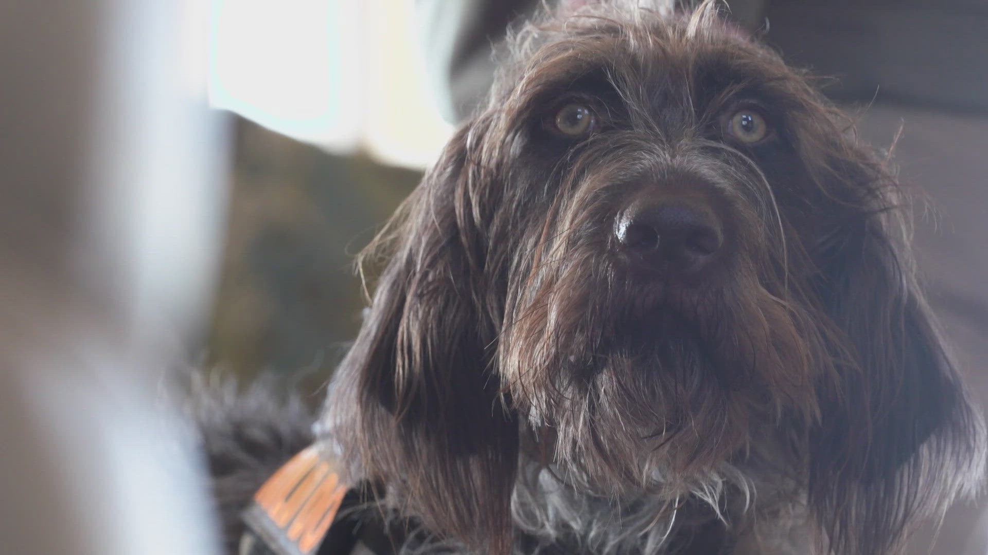 Mold-sniffing dogs help detect hidden mold dangers | wfaa.com