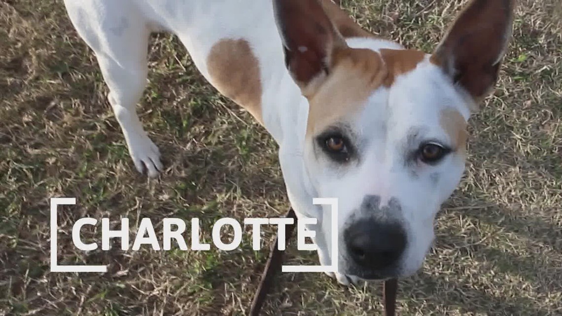 Tailwaggers: Meet Charlotte, a medium-sized mixed breed dog | wfaa.com