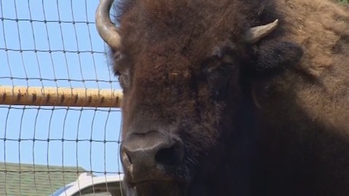 Domesticated 'Bullet' the bison gets a new home | wfaa.com