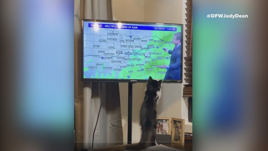 More of a Jesse fan? Viewer shares video of cat pawing at WFAA's Pete ...