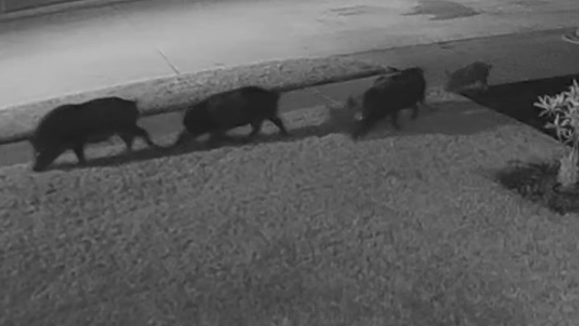 Up to 13 feral hogs sighted again in neighborhood tucked along Irving ...