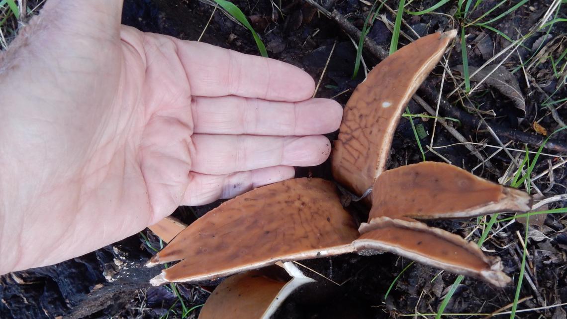 The official Texas state mushroom: Chorioactis geaster | wfaa.com