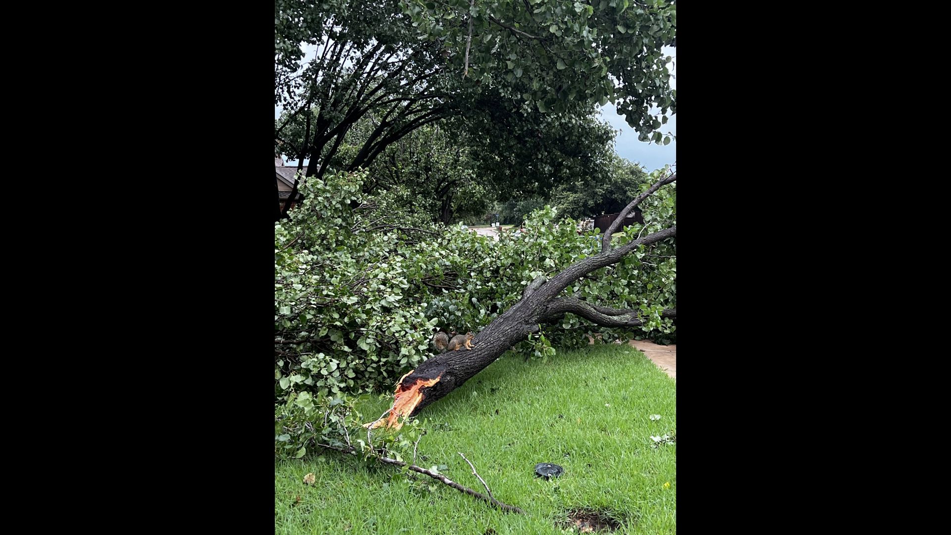 DFW severe storm damage after tornado warnings: Updates | wfaa.com