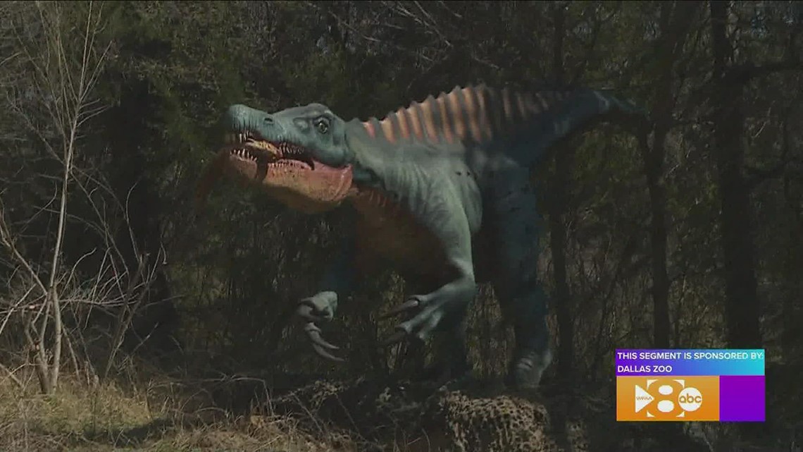 Dino Safari at the Dallas Zoo | wfaa.com