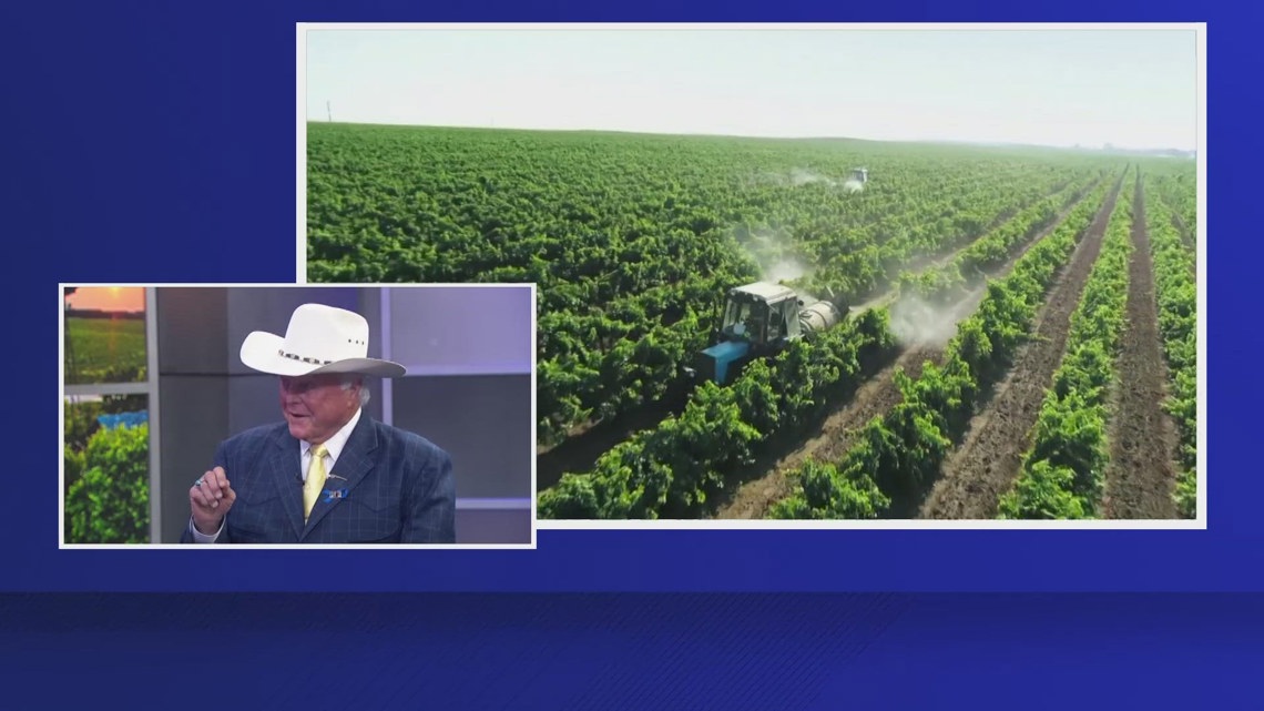 TX Agriculture Commissioner discusses farming, beef prices, and ...