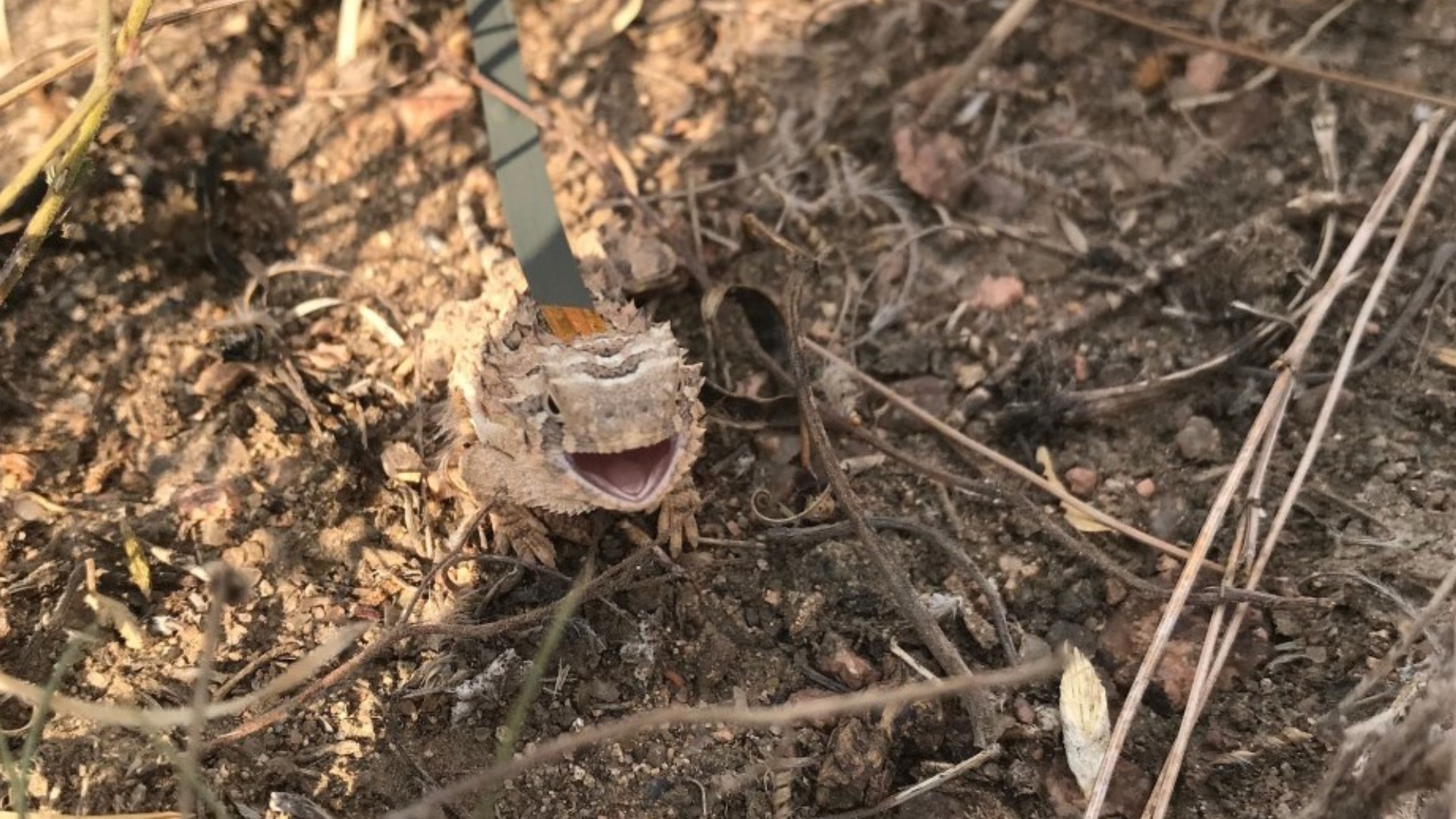Texas Horned Lizard population: 200 hatchlings released to wild | wfaa.com