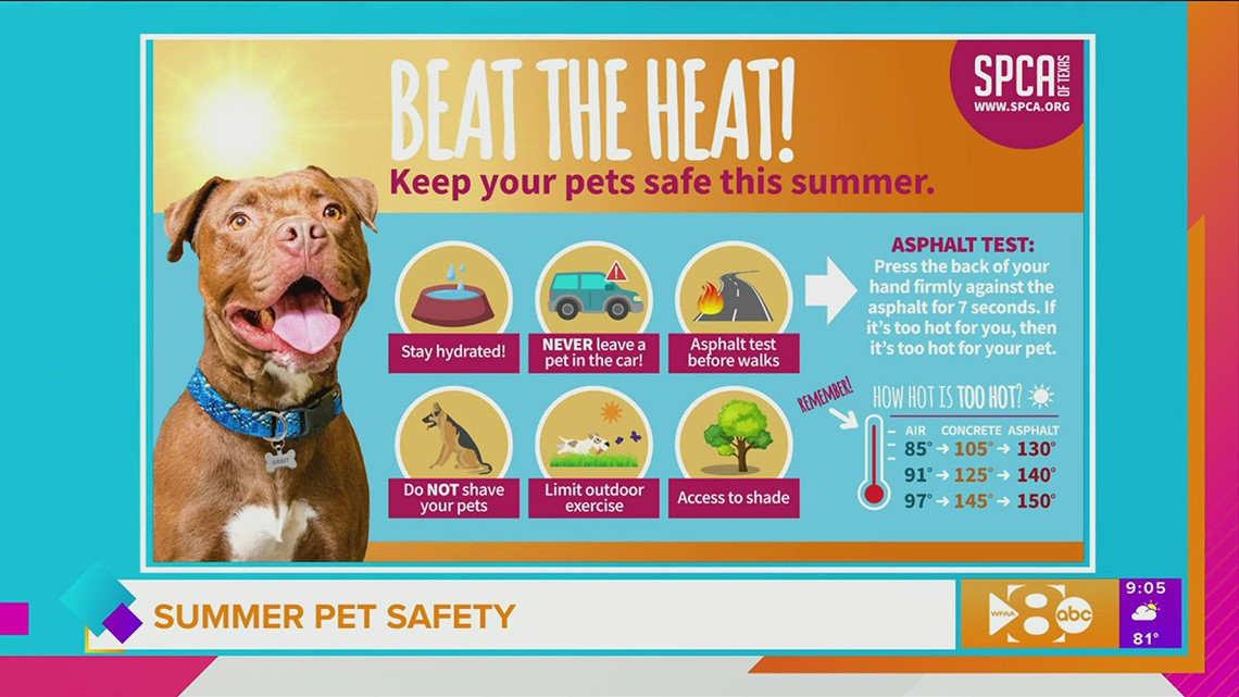 Summer Heat & 4th of July Pet Safety | wfaa.com