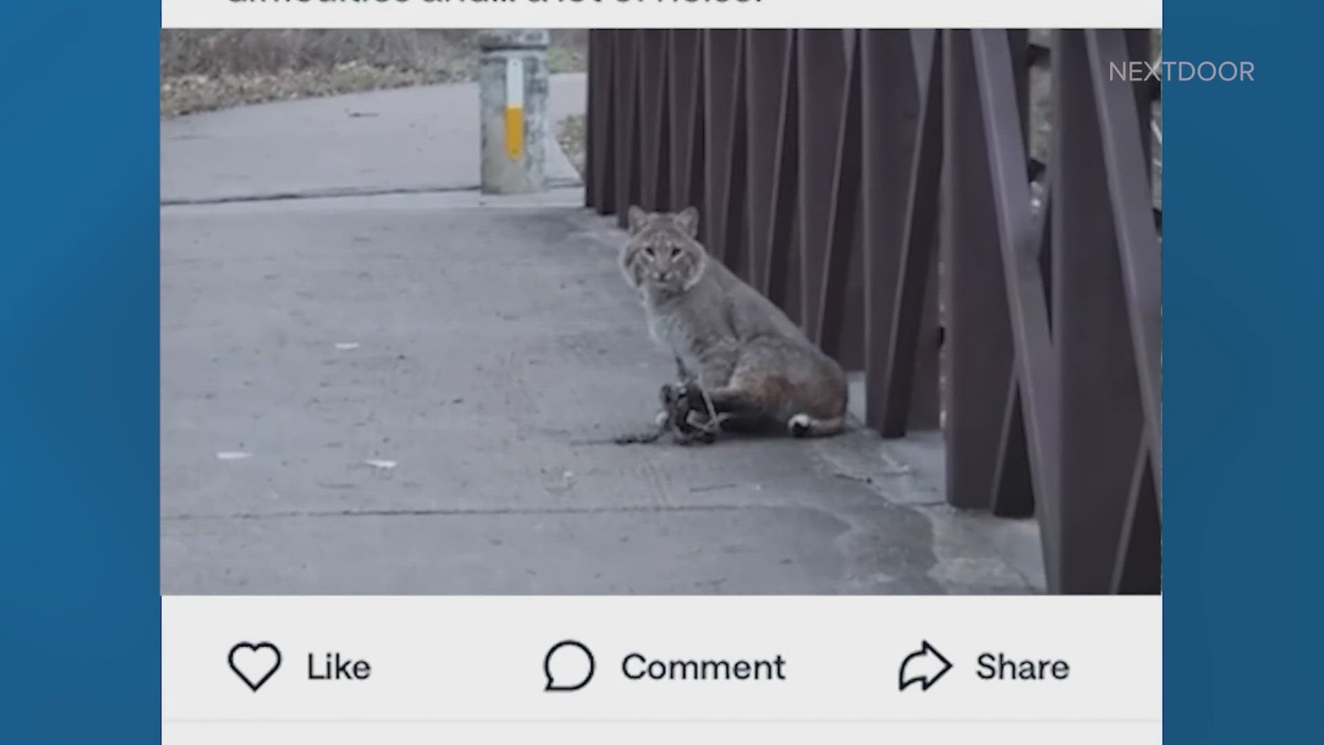 Injured bobcat in North Texas park sparks outrage over use of leg-hold ...
