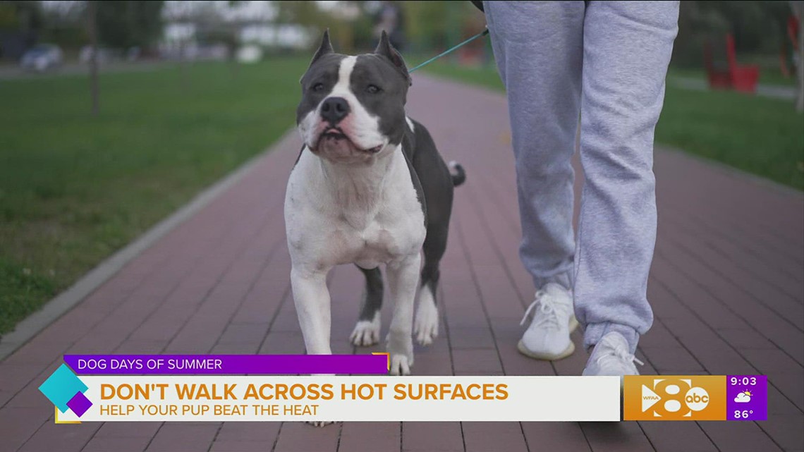 Tips to help your pup beat the heat | wfaa.com