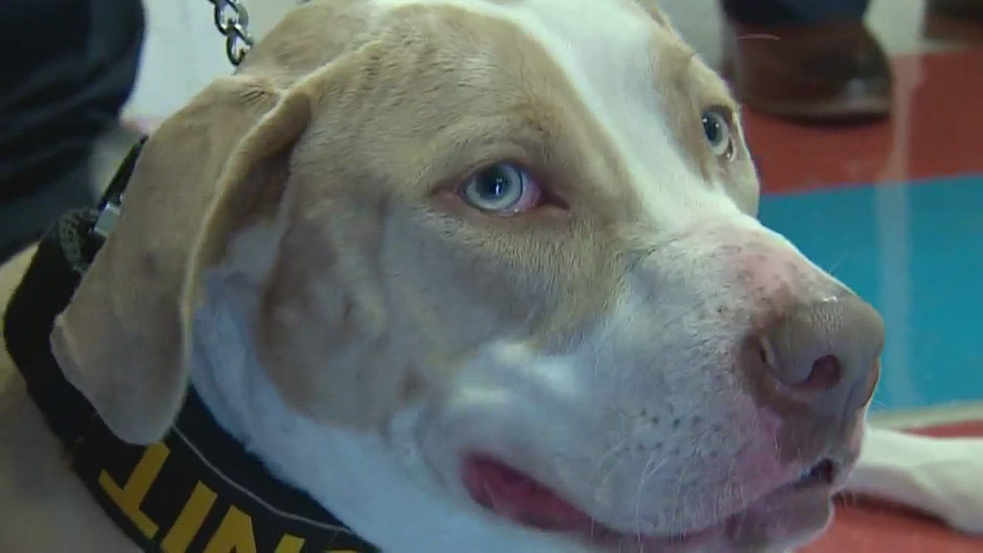 Dallas ISD's police welcomes new K-9 officer | wfaa.com