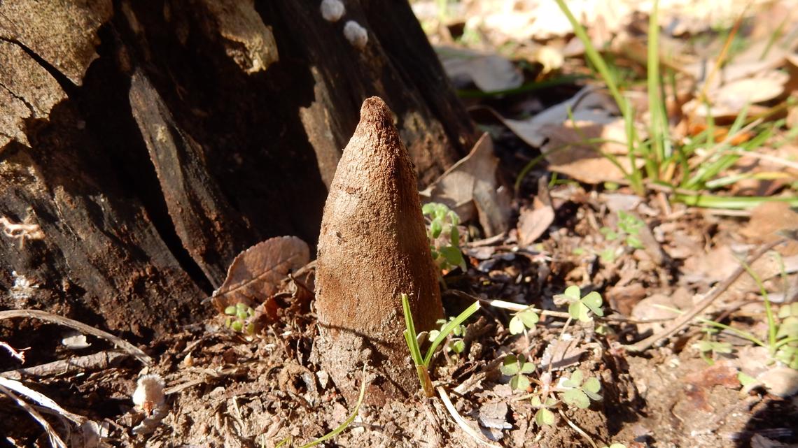The official Texas state mushroom: Chorioactis geaster | wfaa.com