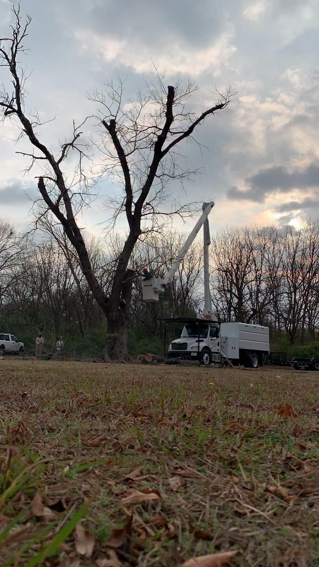 Timelapse: Dallas faces widespread ash tree losses as emerald ash borer ...