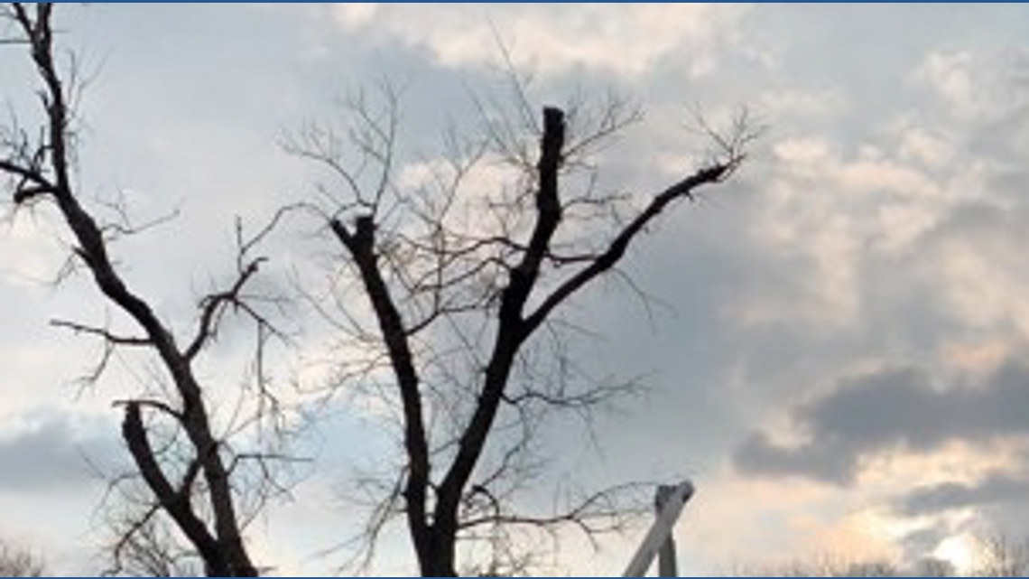 Timelapse: Dallas faces widespread ash tree losses as emerald ash borer ...