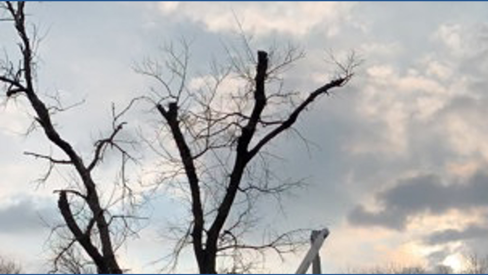 Timelapse: Dallas faces widespread ash tree losses as emerald ash borer ...