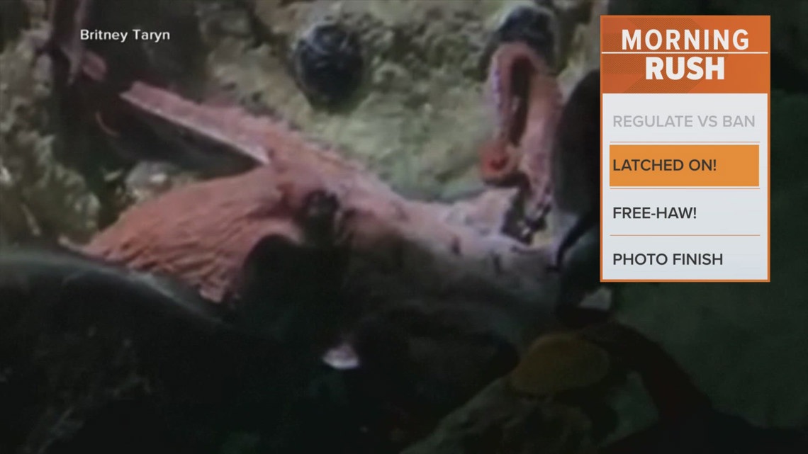 Mom pushes for change after an octopus latched onto her sons arm | wfaa.com