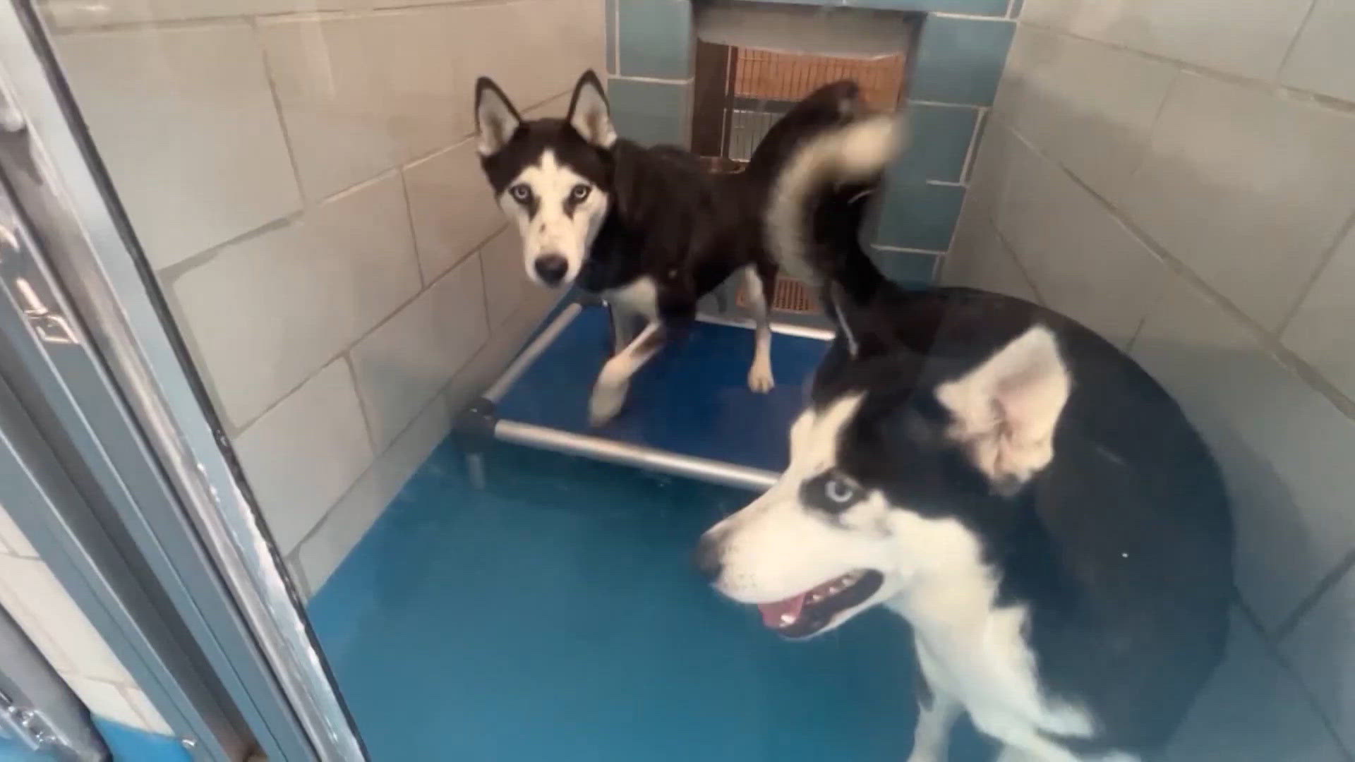 Looking for forever homes - Shelters in need of help finding loving ...