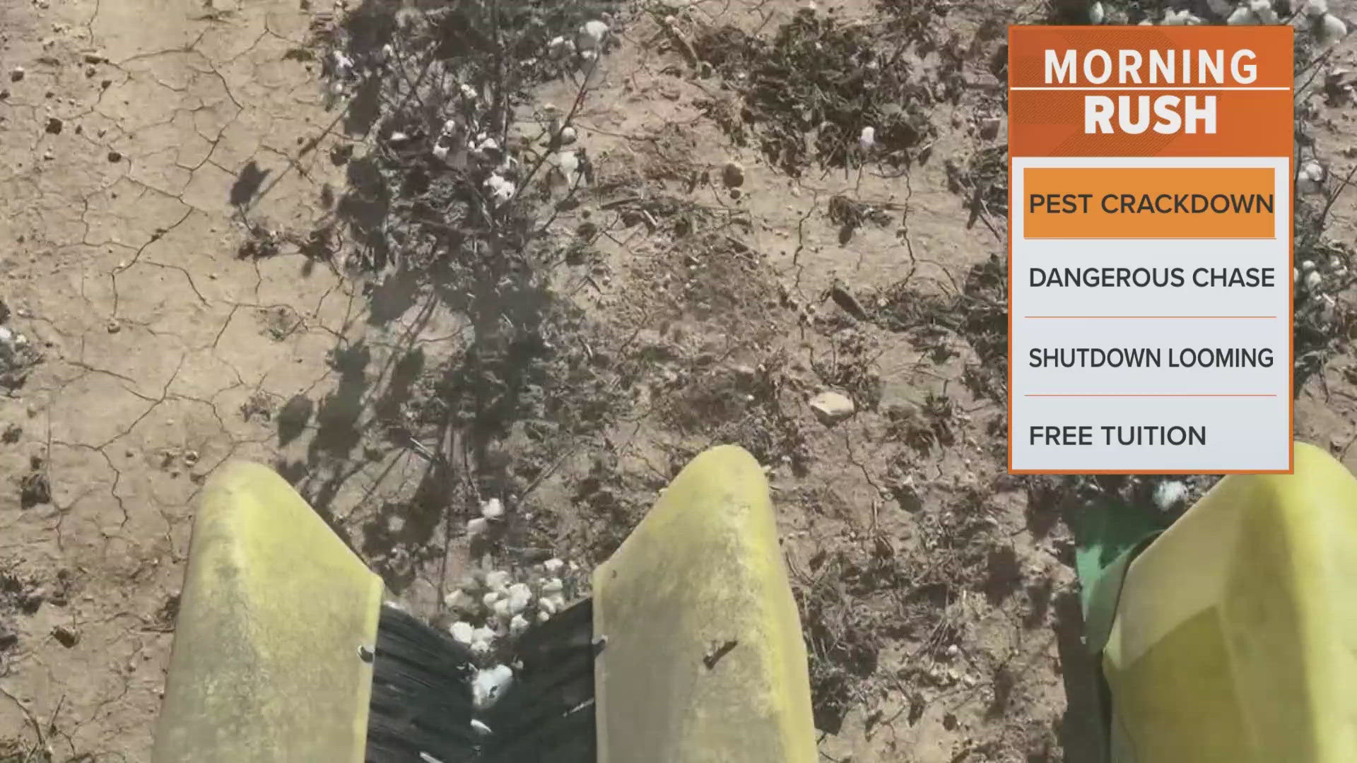 Texas battles an invasive pest that affects the cotton industry | wfaa.com