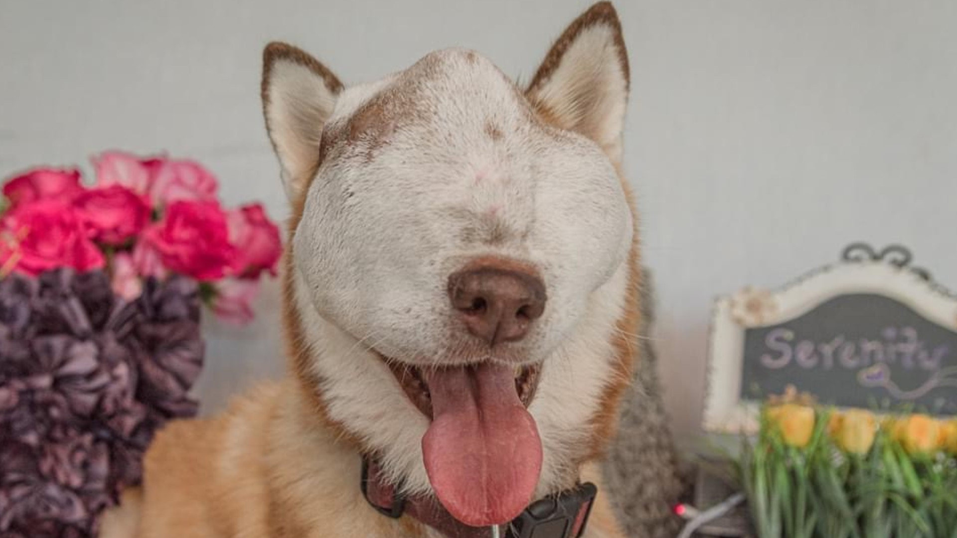 She Had The Life Left In Her Rescue Turns Dog With Untreatable Tumor She Had The Life Left In Her Rescue Turns Dog With Untreatable Tumor