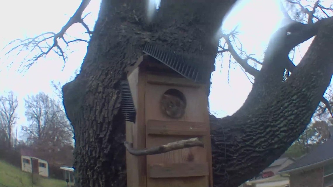 A squabble between an owl and squirrel over a nest was caught on camera ...