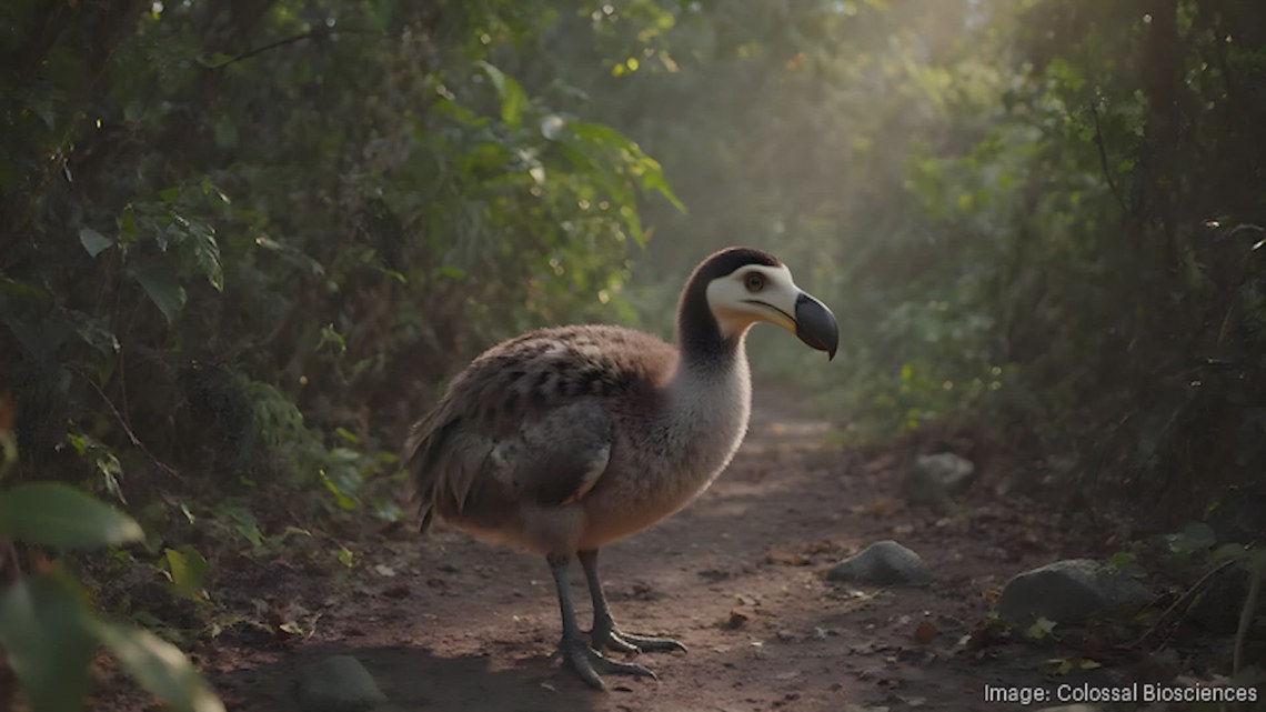 Dallas-based bioscience company makes breakthrough in Dodo bird de ...