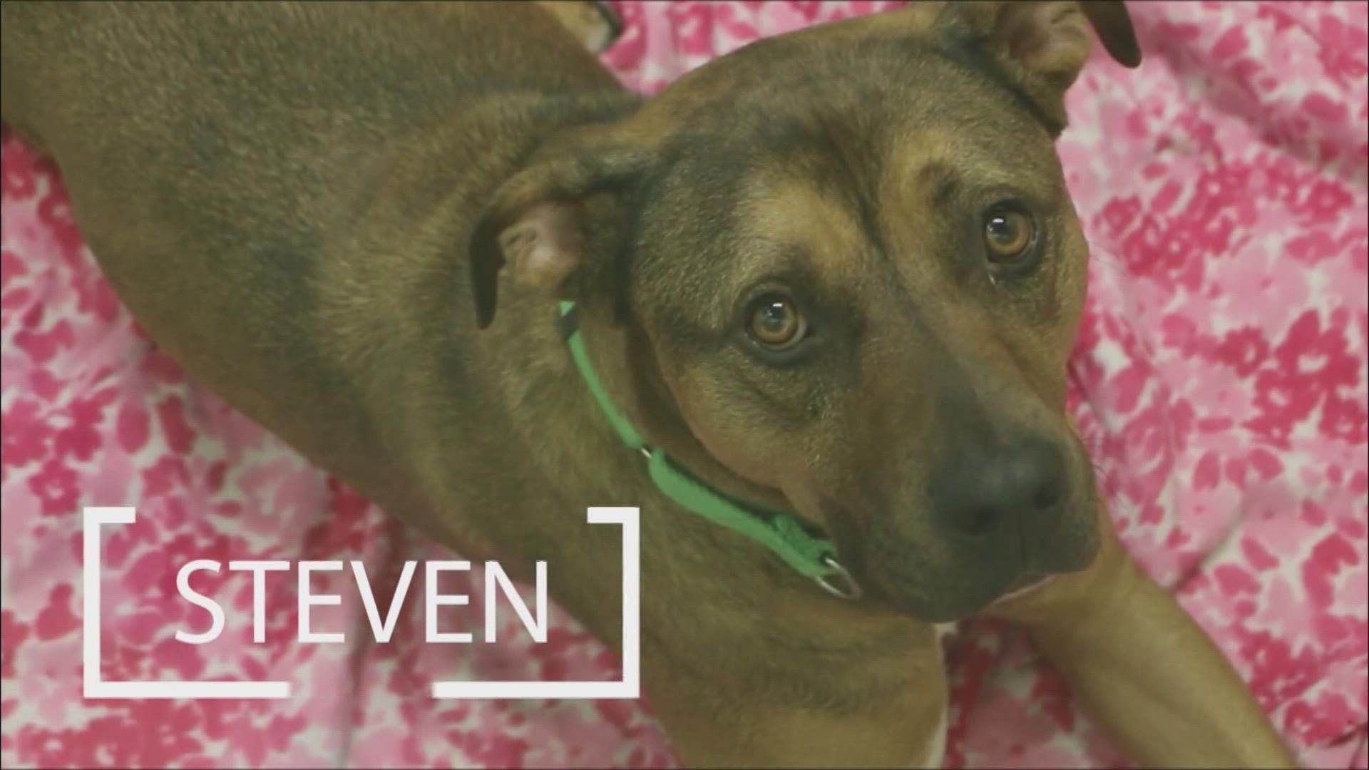 More than 100 animals rescued from double-wide trailer, Collin County ...