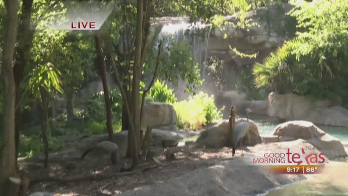 On the Monorail at the Dallas Zoo | wfaa.com