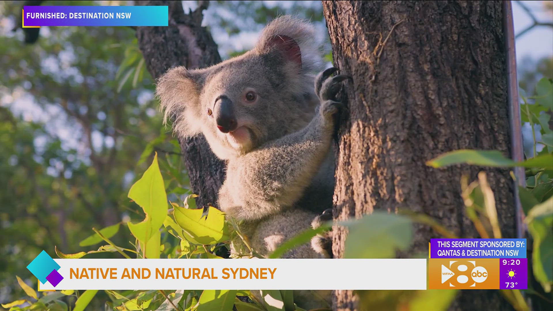 Sponsored: Native & Natural Sydney | wfaa.com