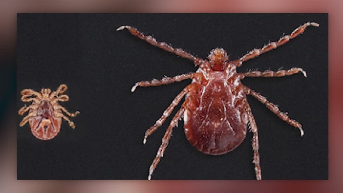 CDC warning of tick invasion in the U.S. after 3 cow deaths | wfaa.com