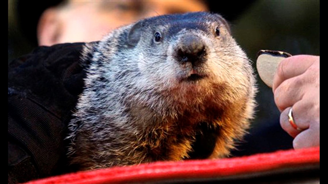 Punxsutawney Phil lands on wanted poster after spring snow | wfaa.com