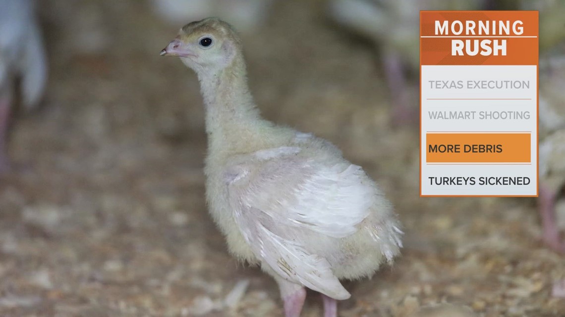 Deadly bird flu reappears in US commercial poultry flocks in Utah ...