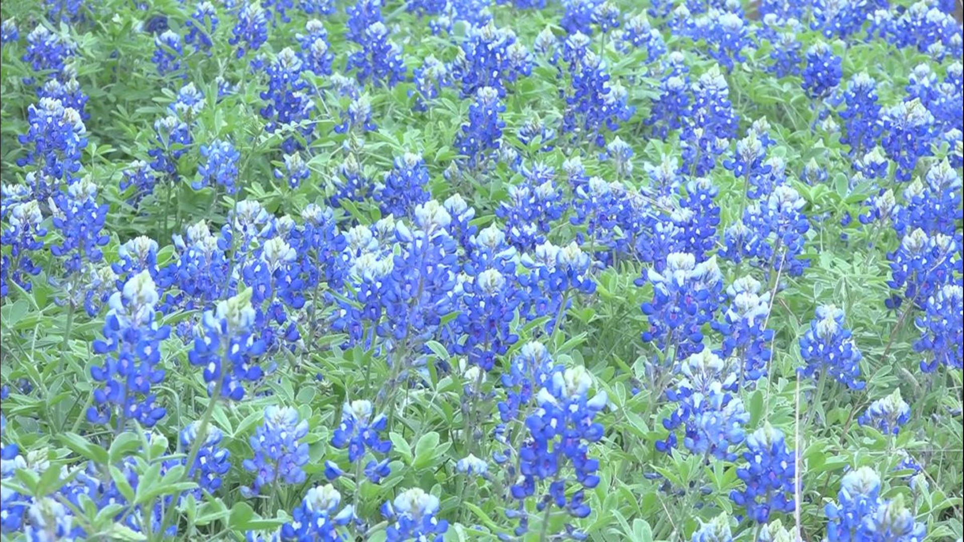 The legend of the bluebonnet | wfaa.com