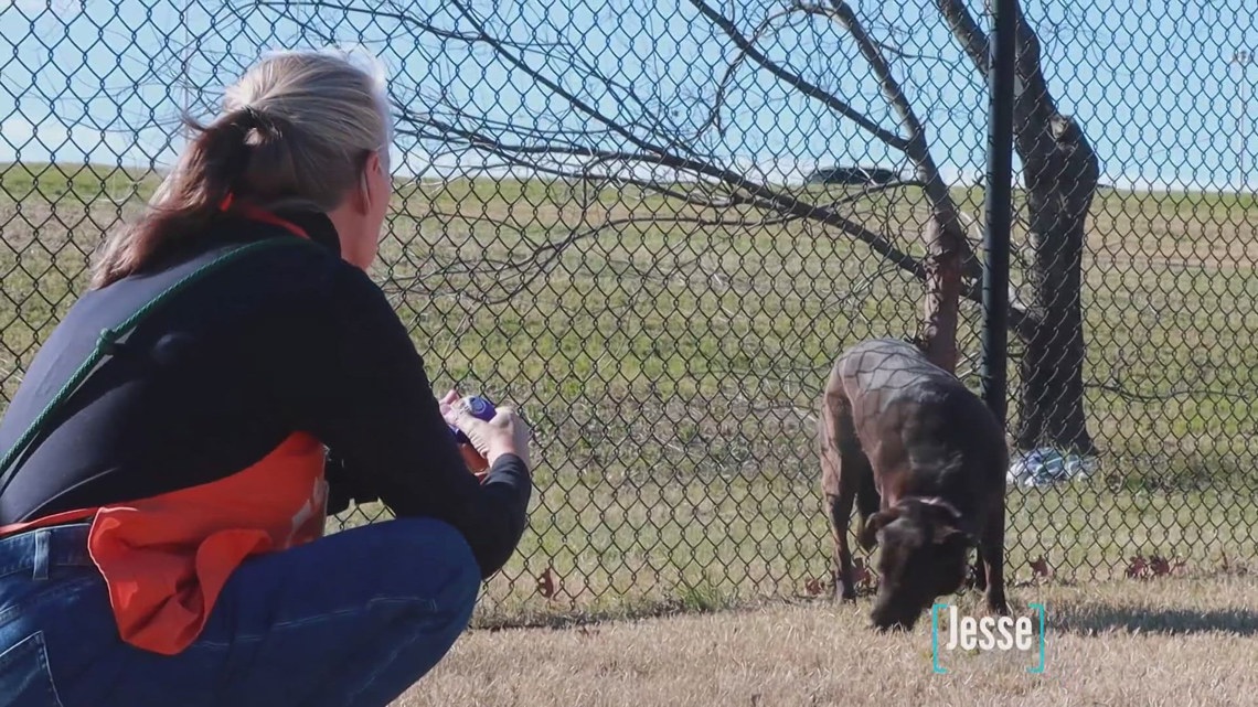 Tailwaggers: Meet Jesse | wfaa.com