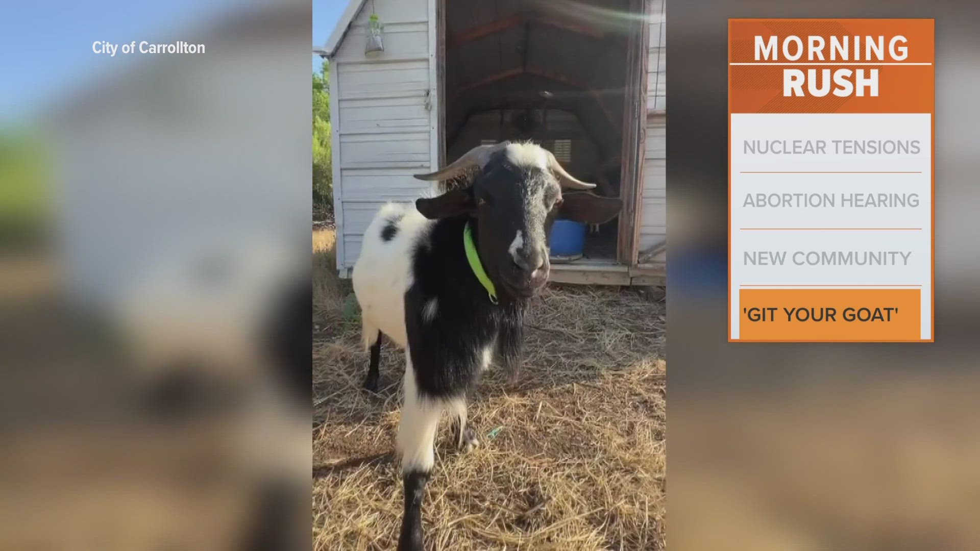 Introducing the City of Carrollton's goat squad | wfaa.com