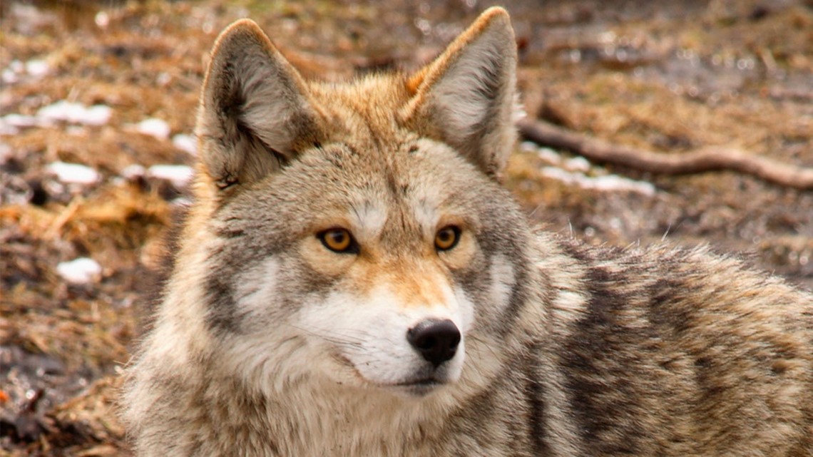 North Texas Coyote Sightings | wfaa.com