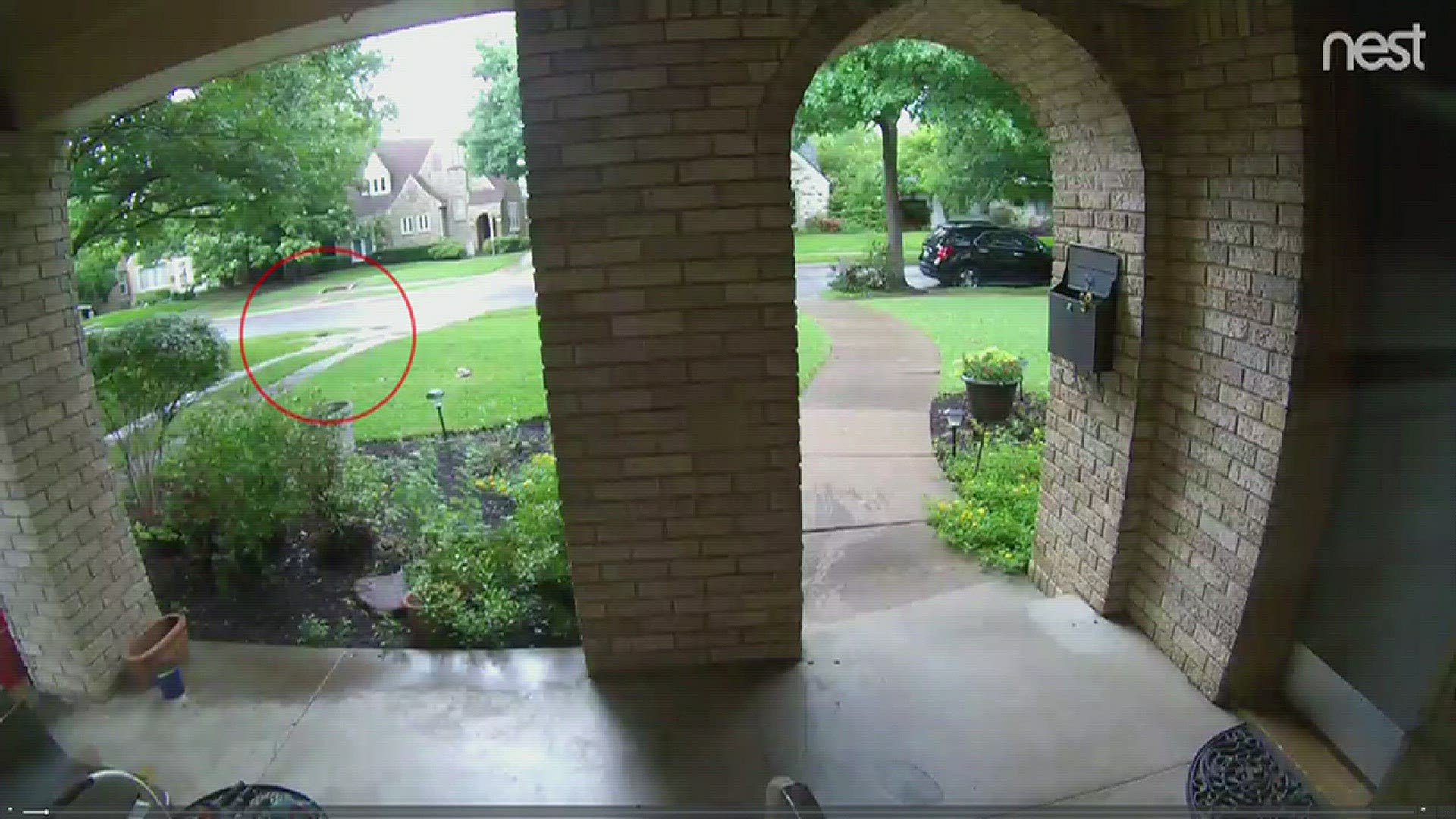 RAW: Video shows lightning strike makes squirrel jump | wfaa.com