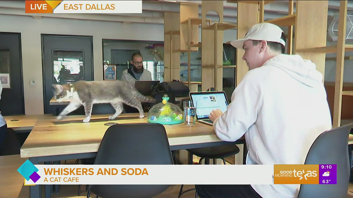 Whiskers and Soda Cat Cafe | wfaa.com
