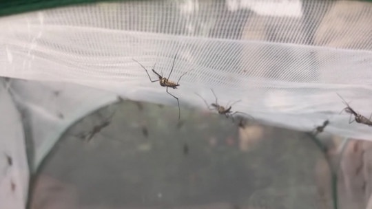 Dallas County confirms first West Nile case in 2025 | wfaa.com