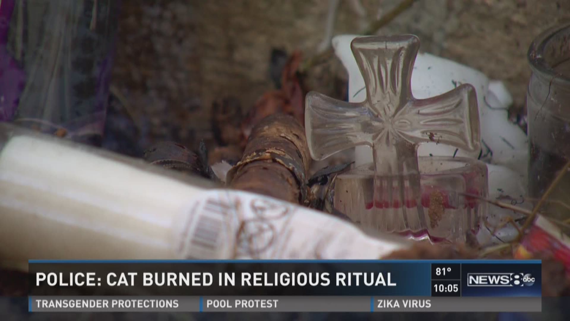 Cat burnt, stabbed as part of cemetery 'ritual' fighting for its life ...