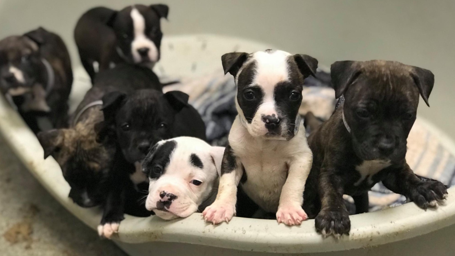 Dallas hosts 'Mission Pawsible' pet adoption event | wfaa.com