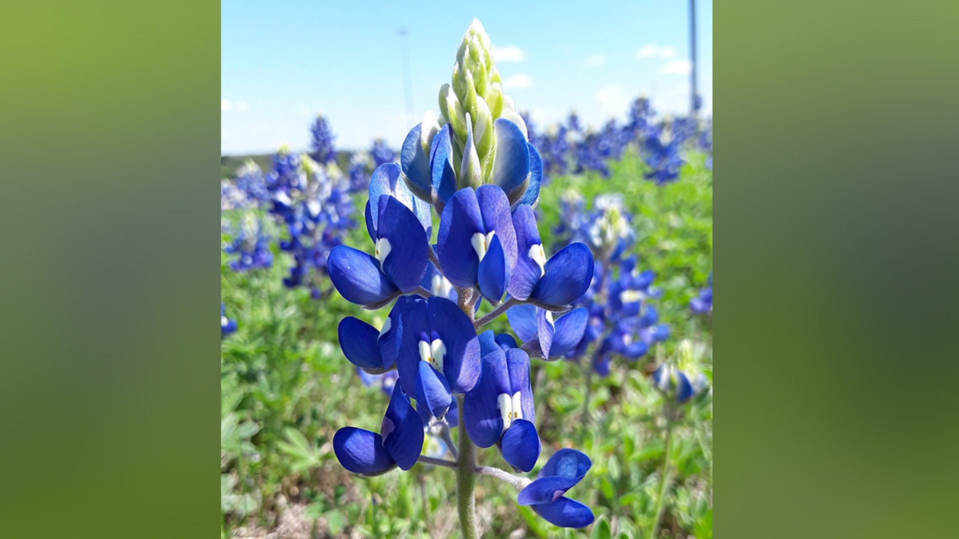 It's bluebonnet time! Where they've been spotted | wfaa.com