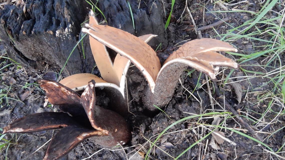 The official Texas state mushroom: Chorioactis geaster | wfaa.com