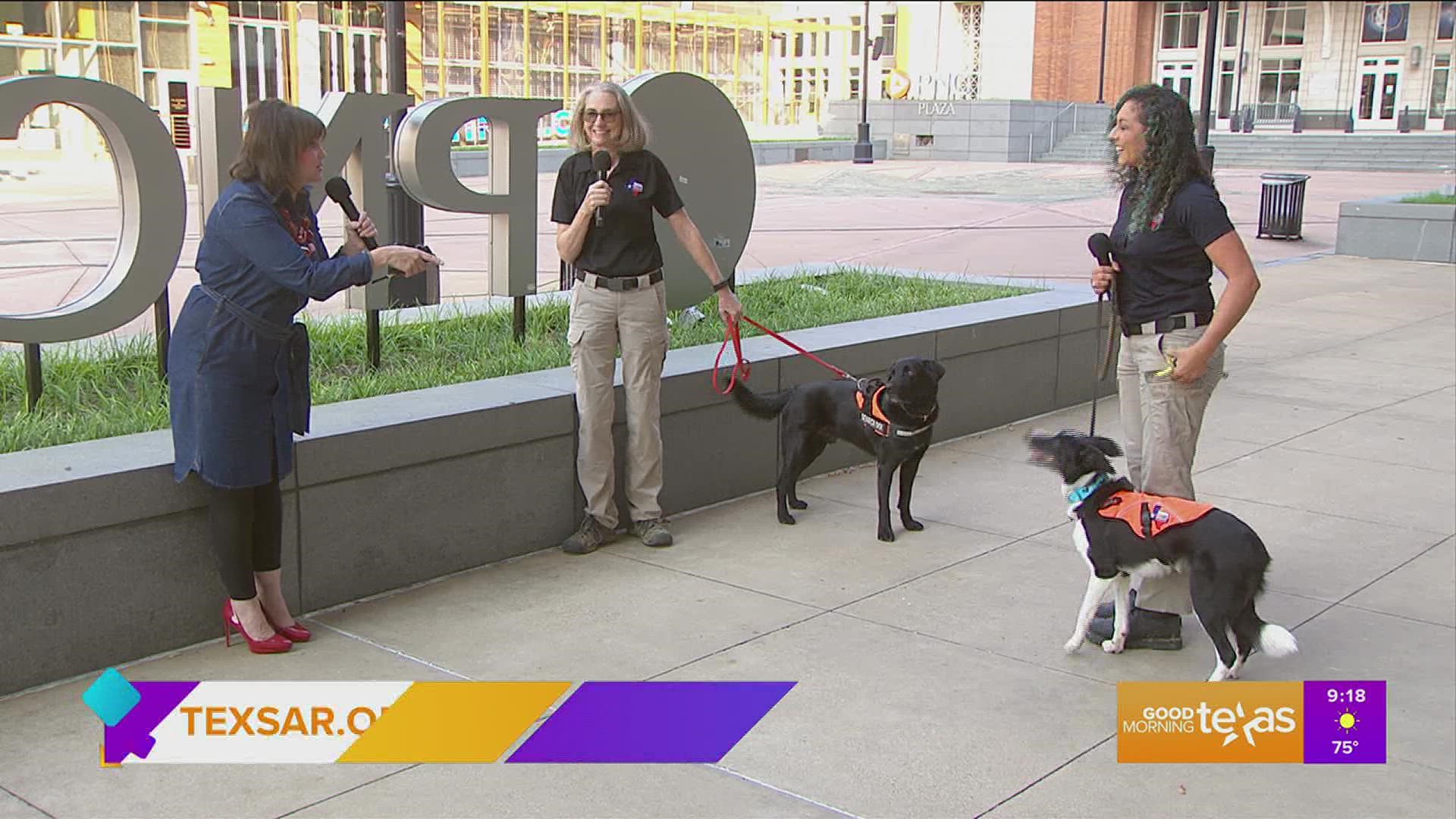 A day in the life of a Texas search and rescue dog | wfaa.com