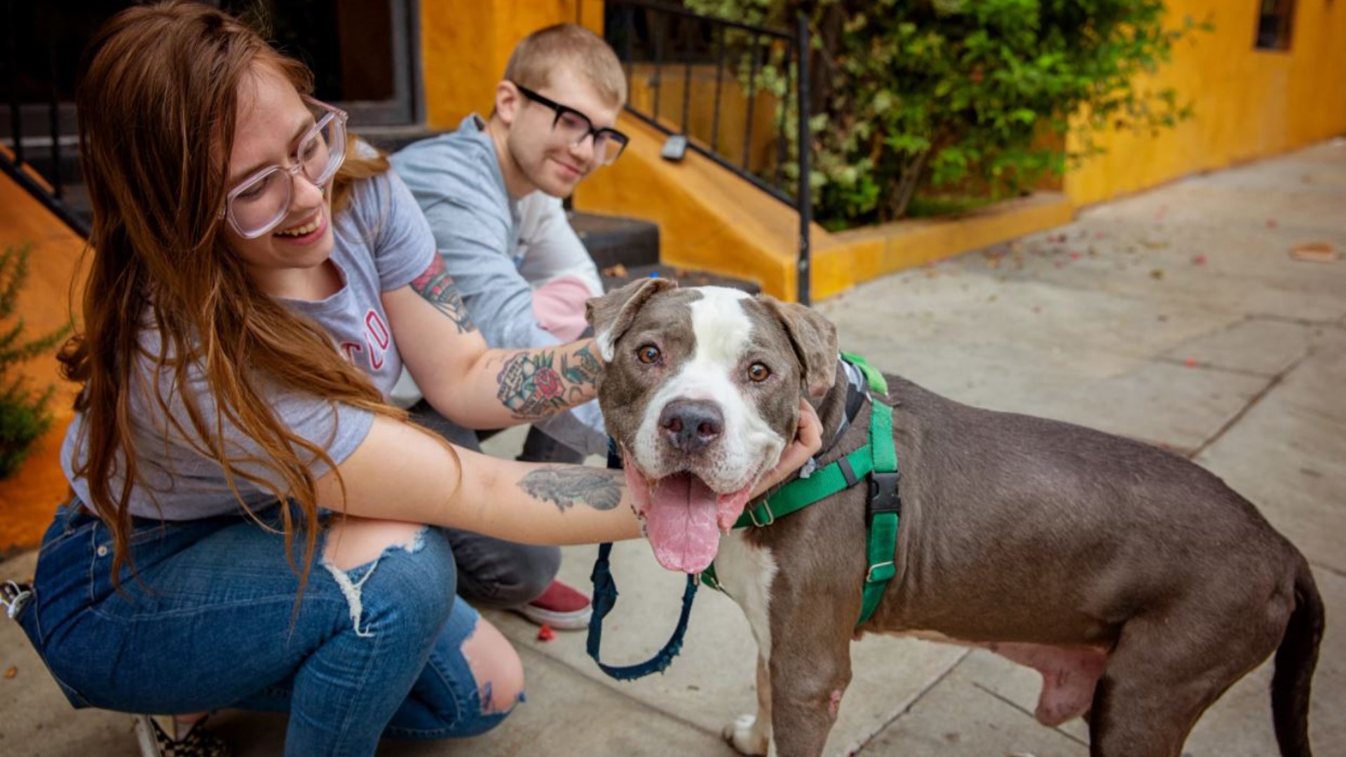 Texas committee unanimously passes bill that would end dog breed ...