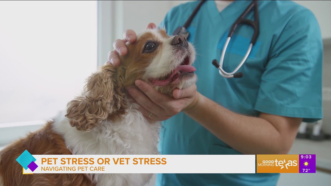 Pet stress vs. vet stress: Navigating pet care | wfaa.com